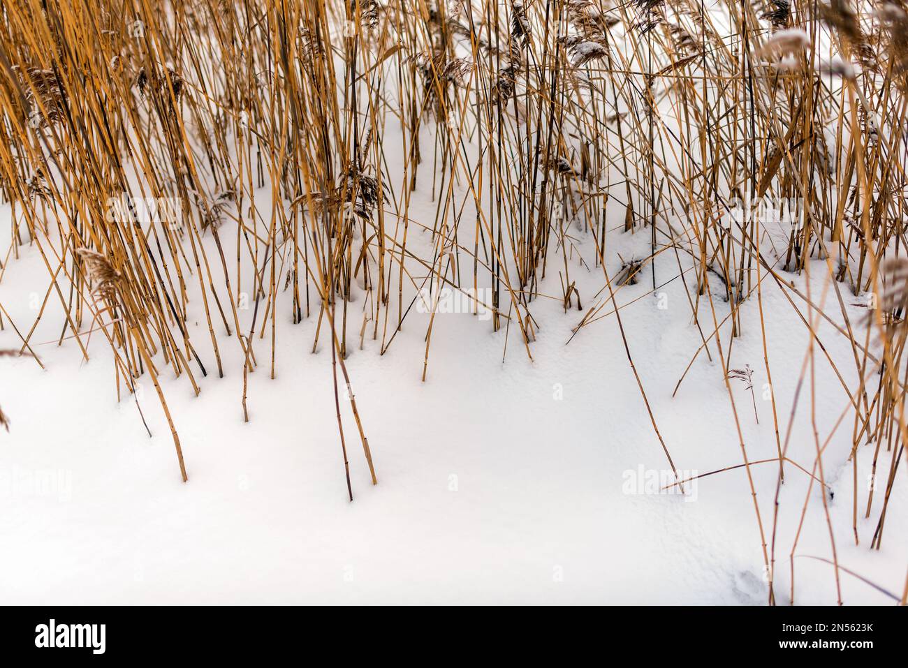 Bright yellow dry stalks of reed grass grow out of white snow in winter ...