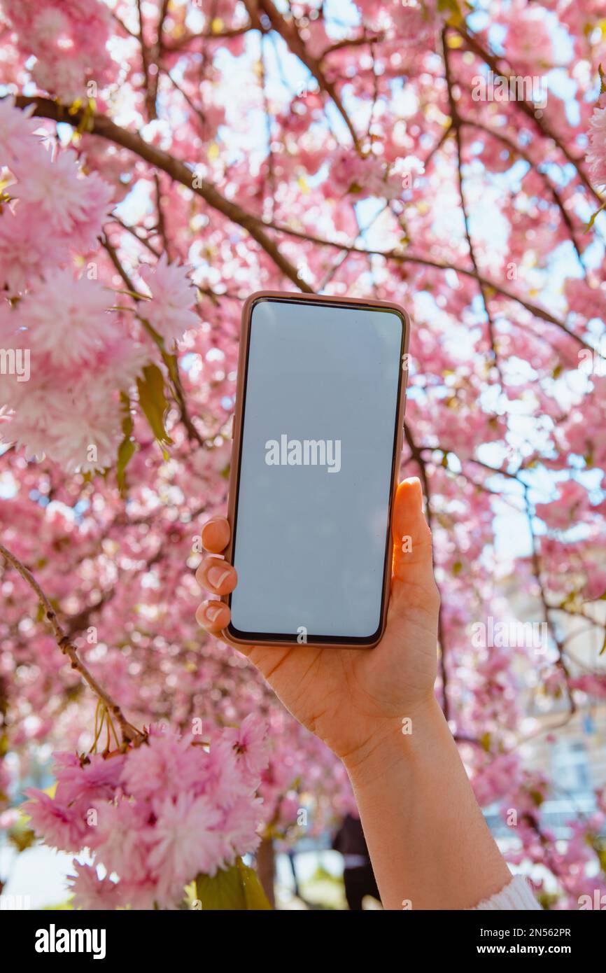 woman hand holding phone with white screen blooming sakura tree on ...