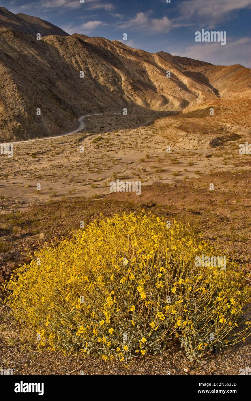 Brittlebush blooming in spring at Darwin Canyon near Panamint Valley ...