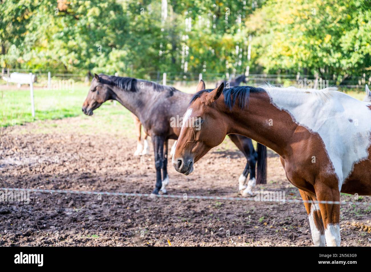 Two horses with brown and white fur standing on a paddock during summer ...