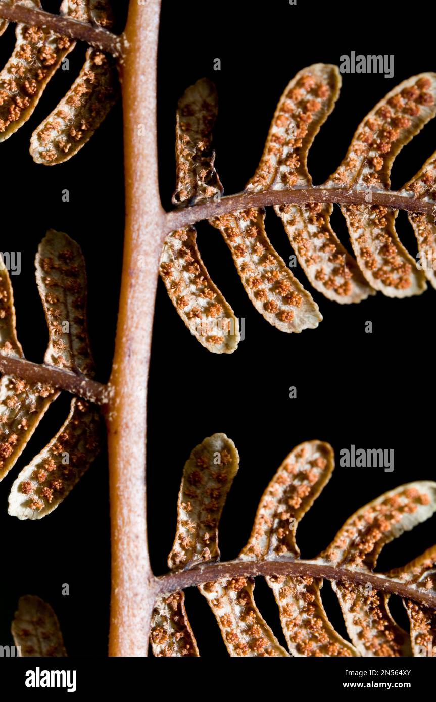 Ferny pattern hi-res stock photography and images - Alamy