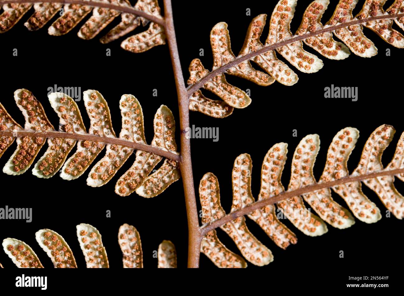 Ferny pattern hi-res stock photography and images - Alamy