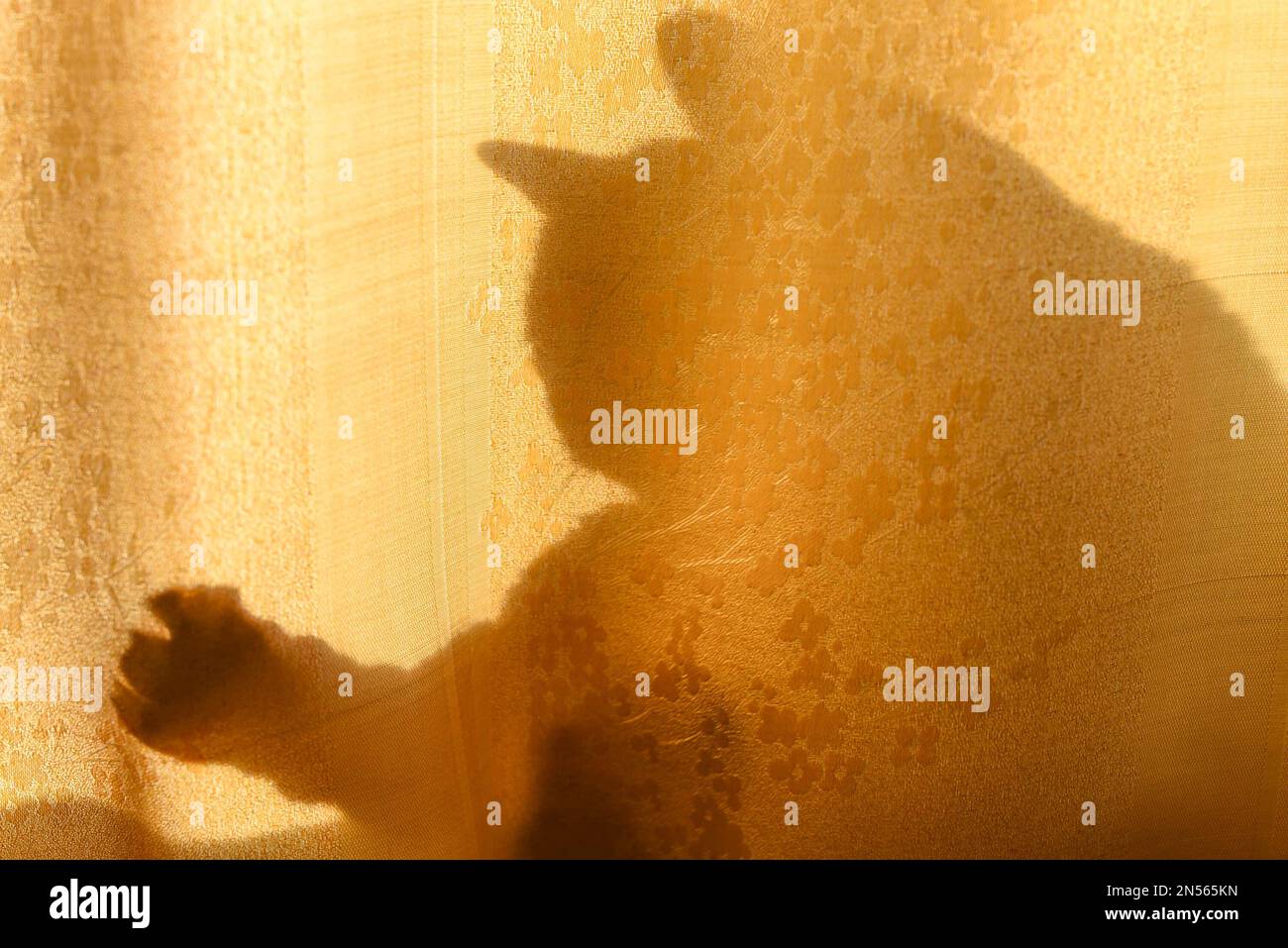 The silhouette of a shadow sitting at the window of a cat's head with ...