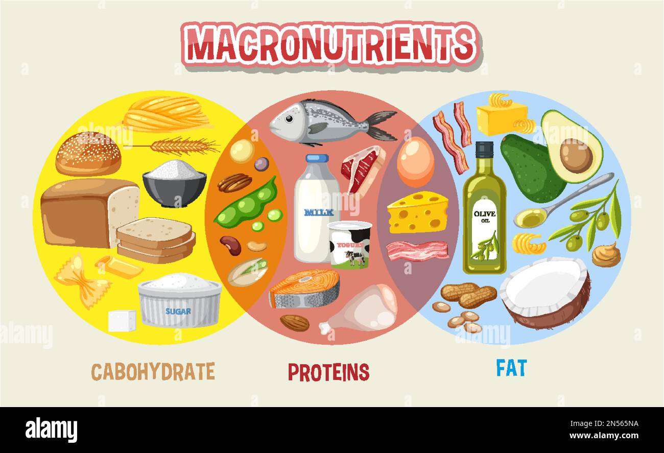 Main food groups macronutrients vector illustration Stock Vector Image ...