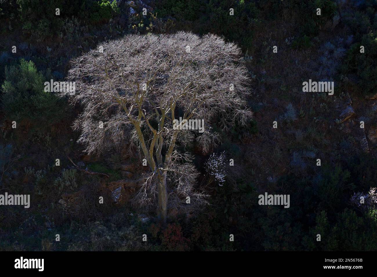 Tree reflects sunlight, shiny tree, Andalusia, Spain Stock Photo - Alamy