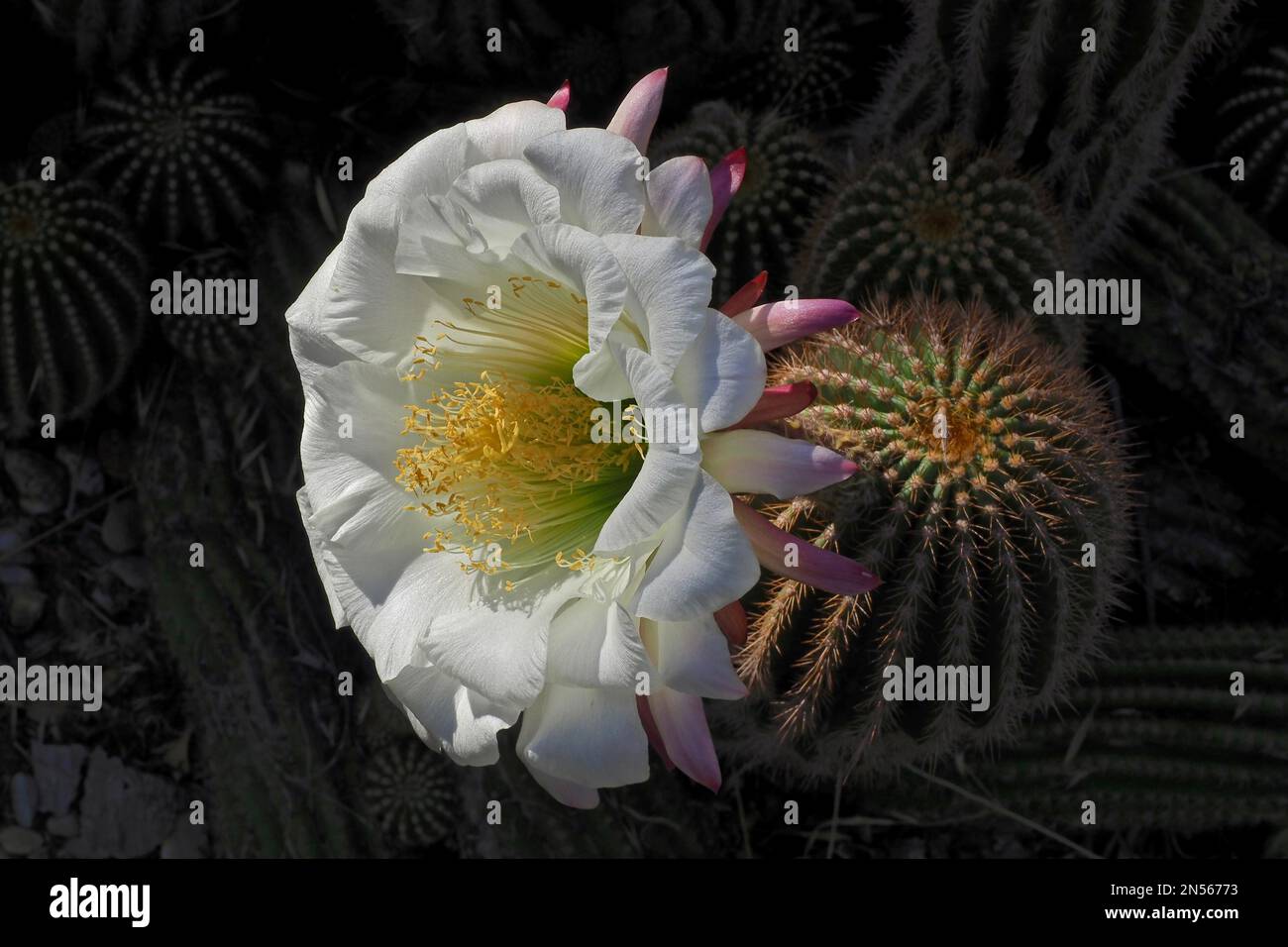 Queen Of The Night Flower Bud at Angel Stoltz blog