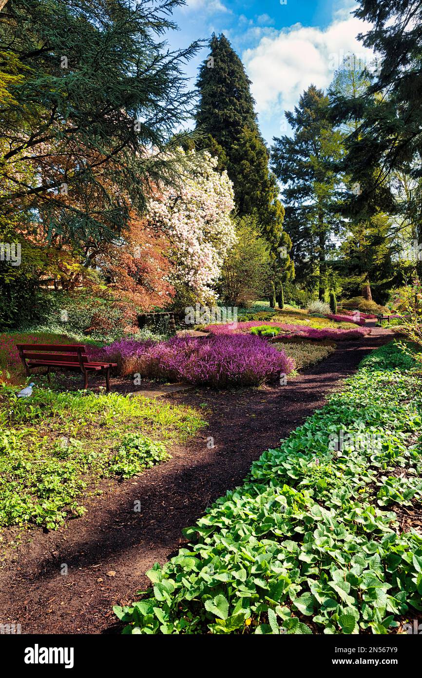 Walk through flowering heather garden, sunny spring weather, Bielefeld ...