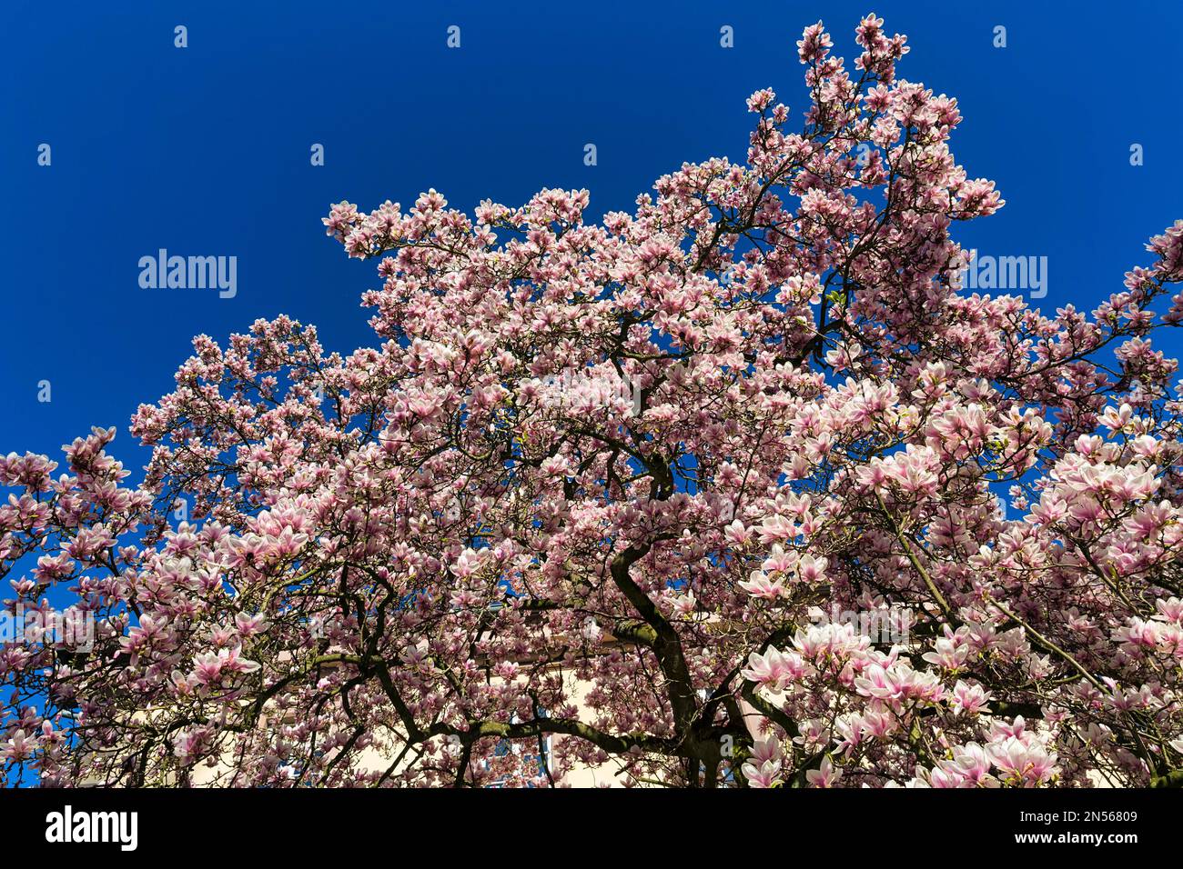 Flowering magnolia tree (Magnolia x soulangiana), tulip magnolia, sunny ...