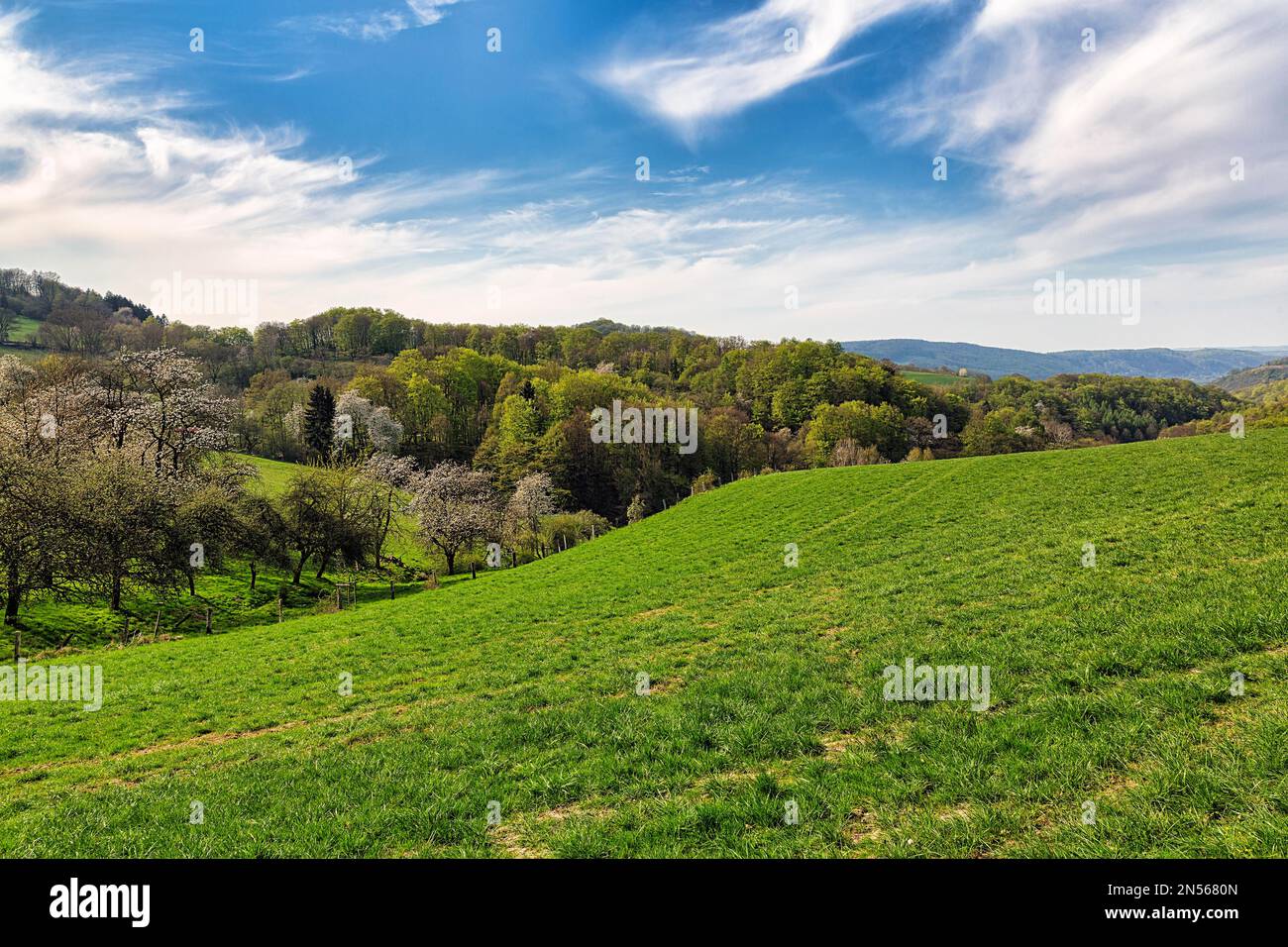 Blossoming cherry trees in hilly landscape, sunny spring weather ...