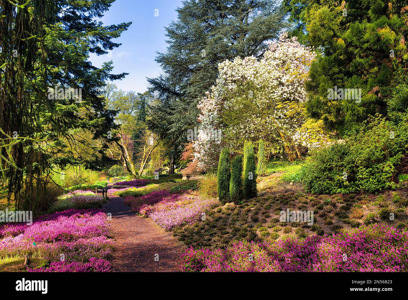 Walk through flowering heather garden, sunny spring weather, Bielefeld ...
