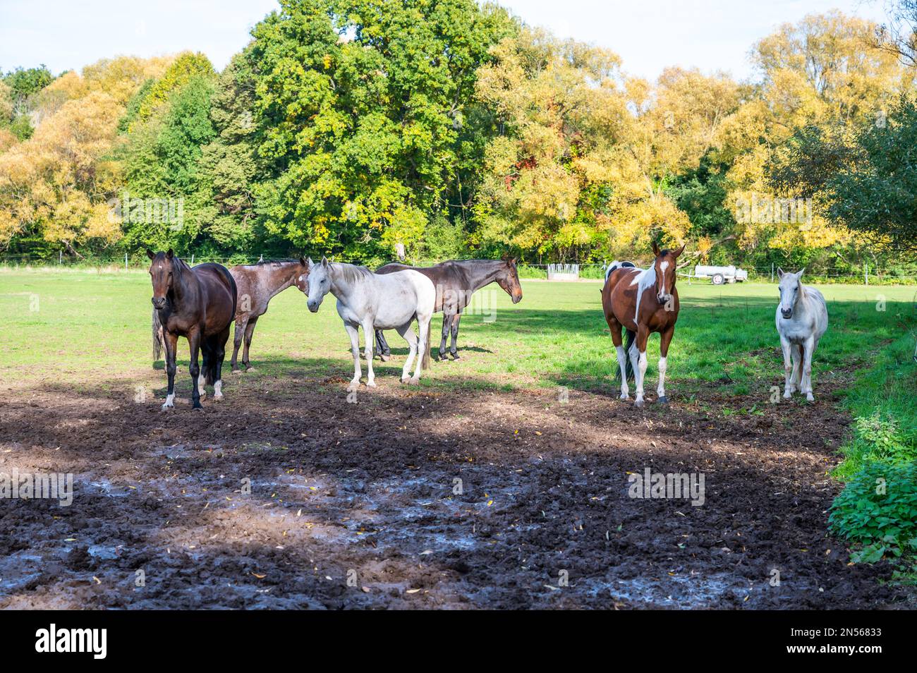 Group of different colored horses standing on a meadow with forest in ...