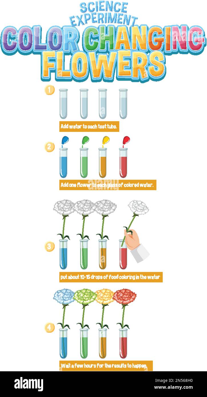 Color Changing Flowers Science Experiment illustration Stock Vector ...