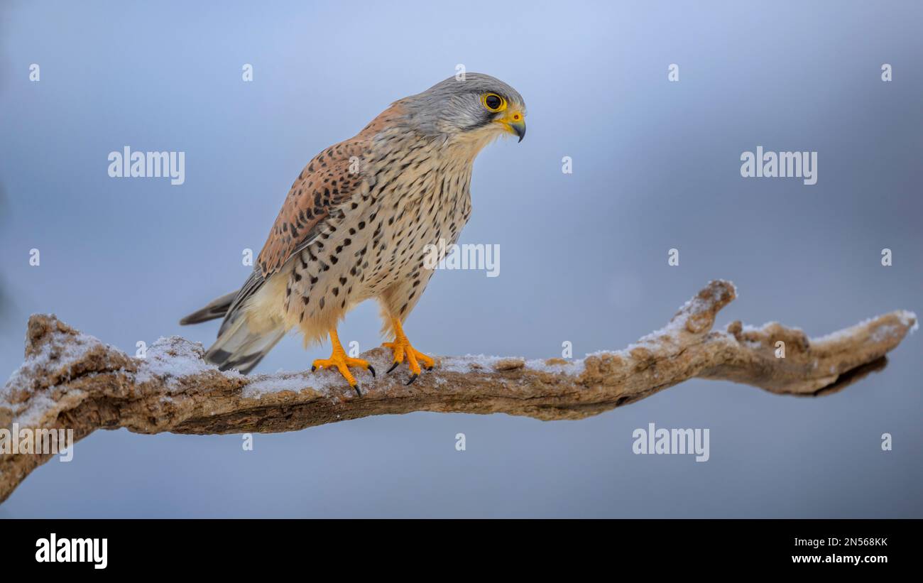 Common kestrel (Falco tinnunculus), adult male on dead wood with snow ...
