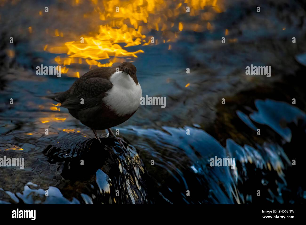 White-breasted dipper (Cinclus cinclus) adult, adult bird sitting on a ...