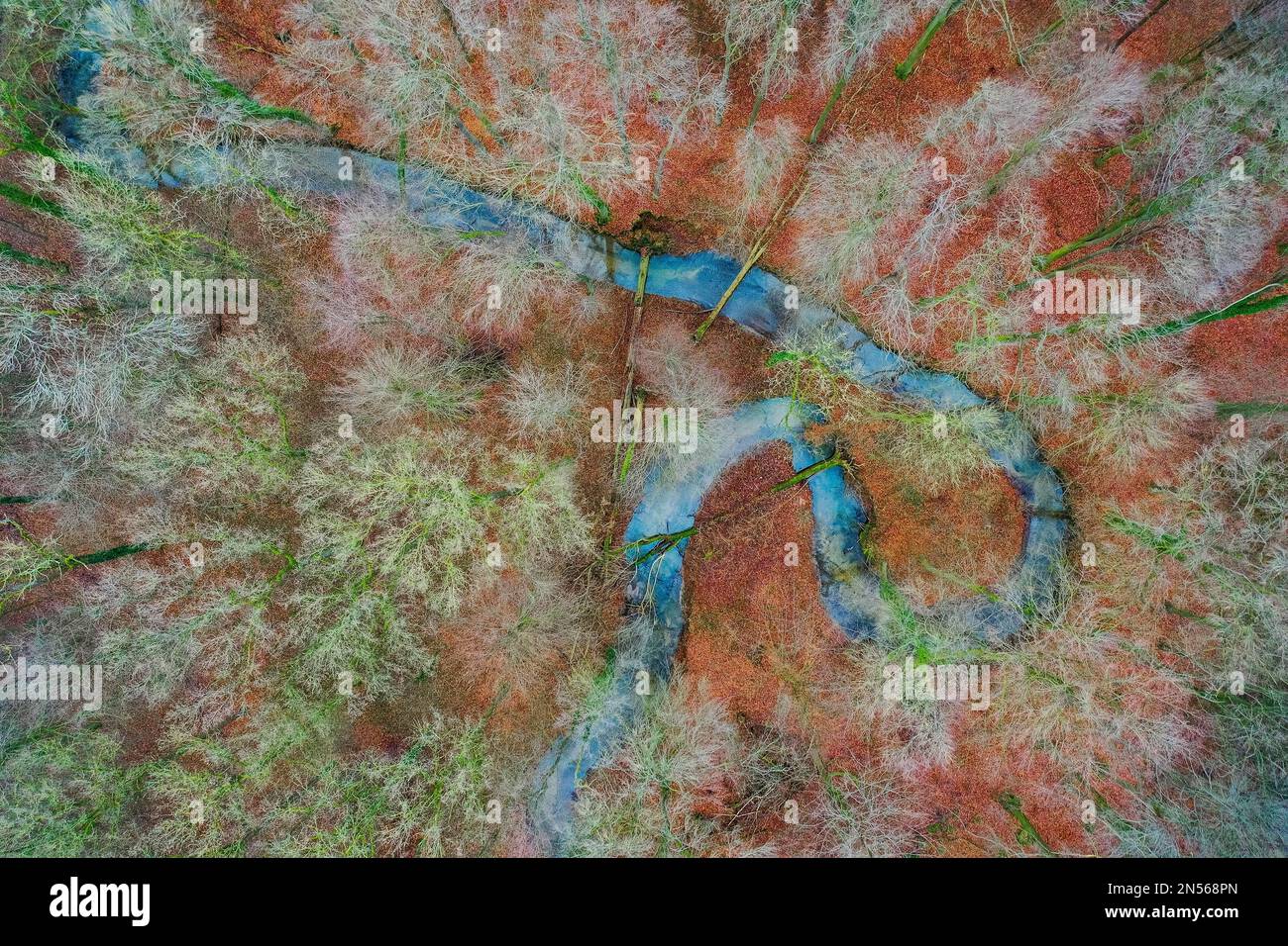 Meander of a low mountain stream in winter with beech forest, vertical ...