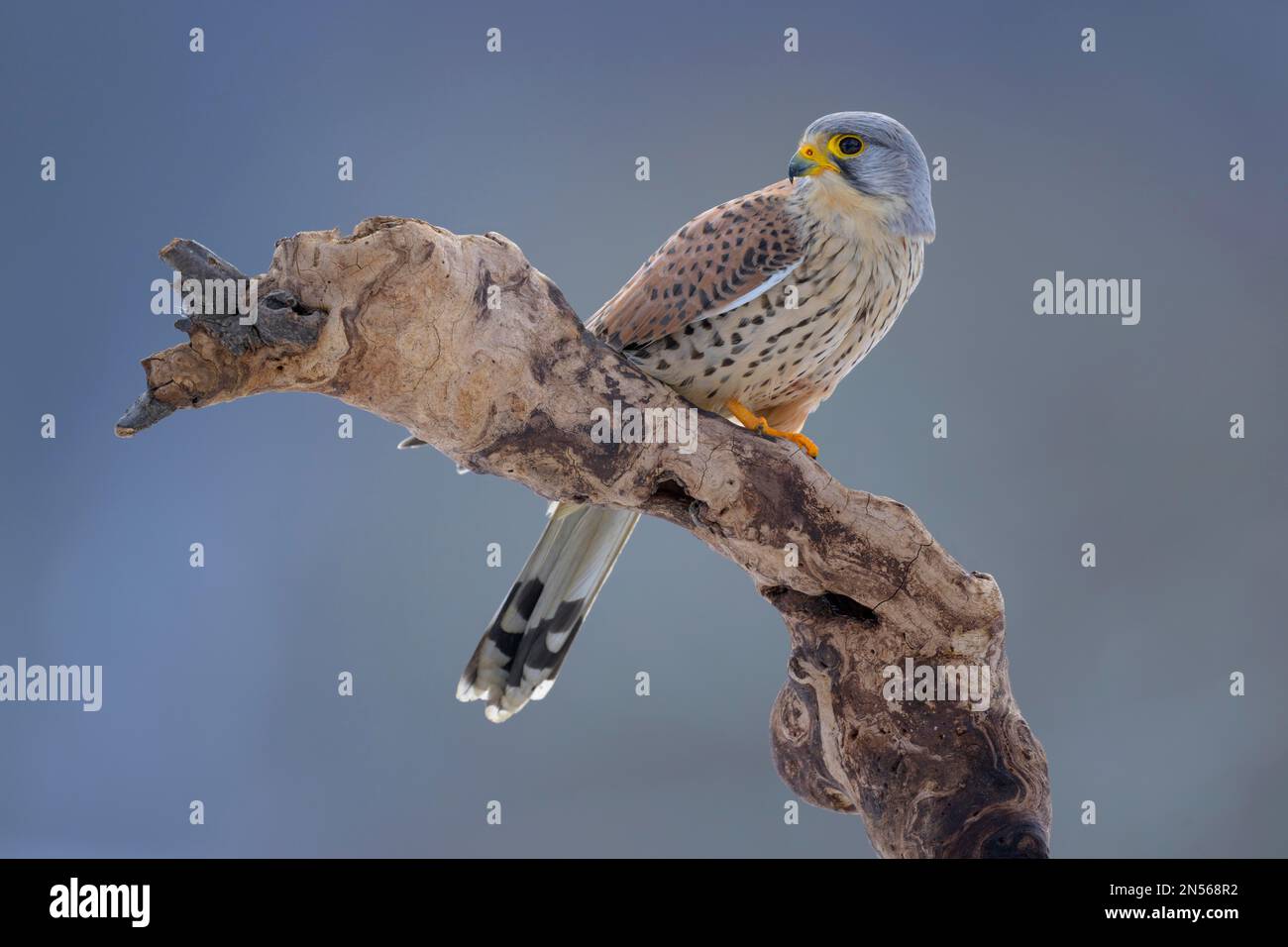 Common kestrel (Falco tinnunculus), adult male on oak deadwood in ...