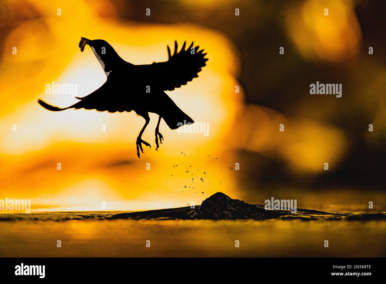 White-breasted dipper (Cinclus cinclus) adult, adult flying up from a ...