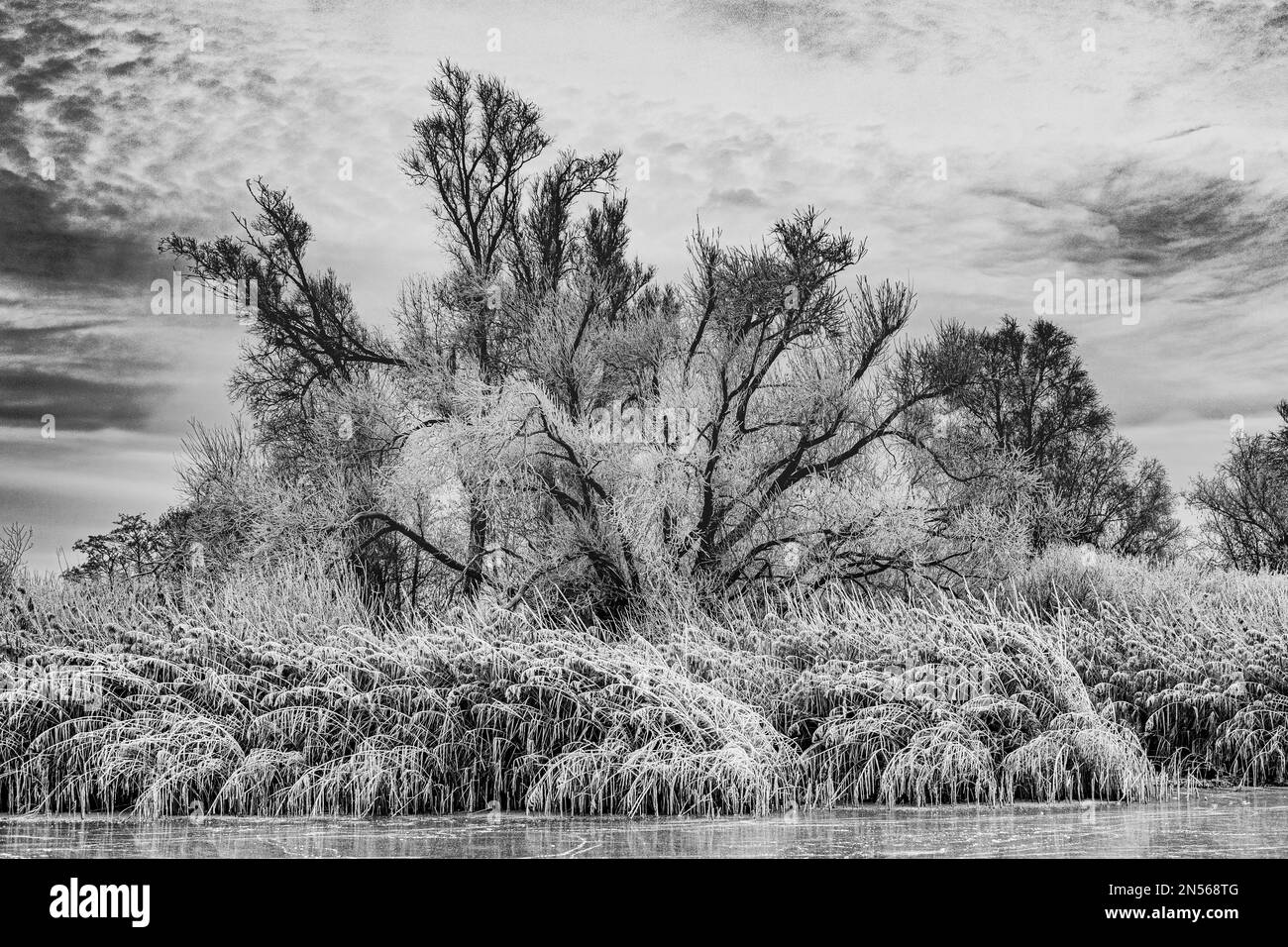 Hoarfrost willows and forested reeds, reed belt, reeds of the Duemmer ...