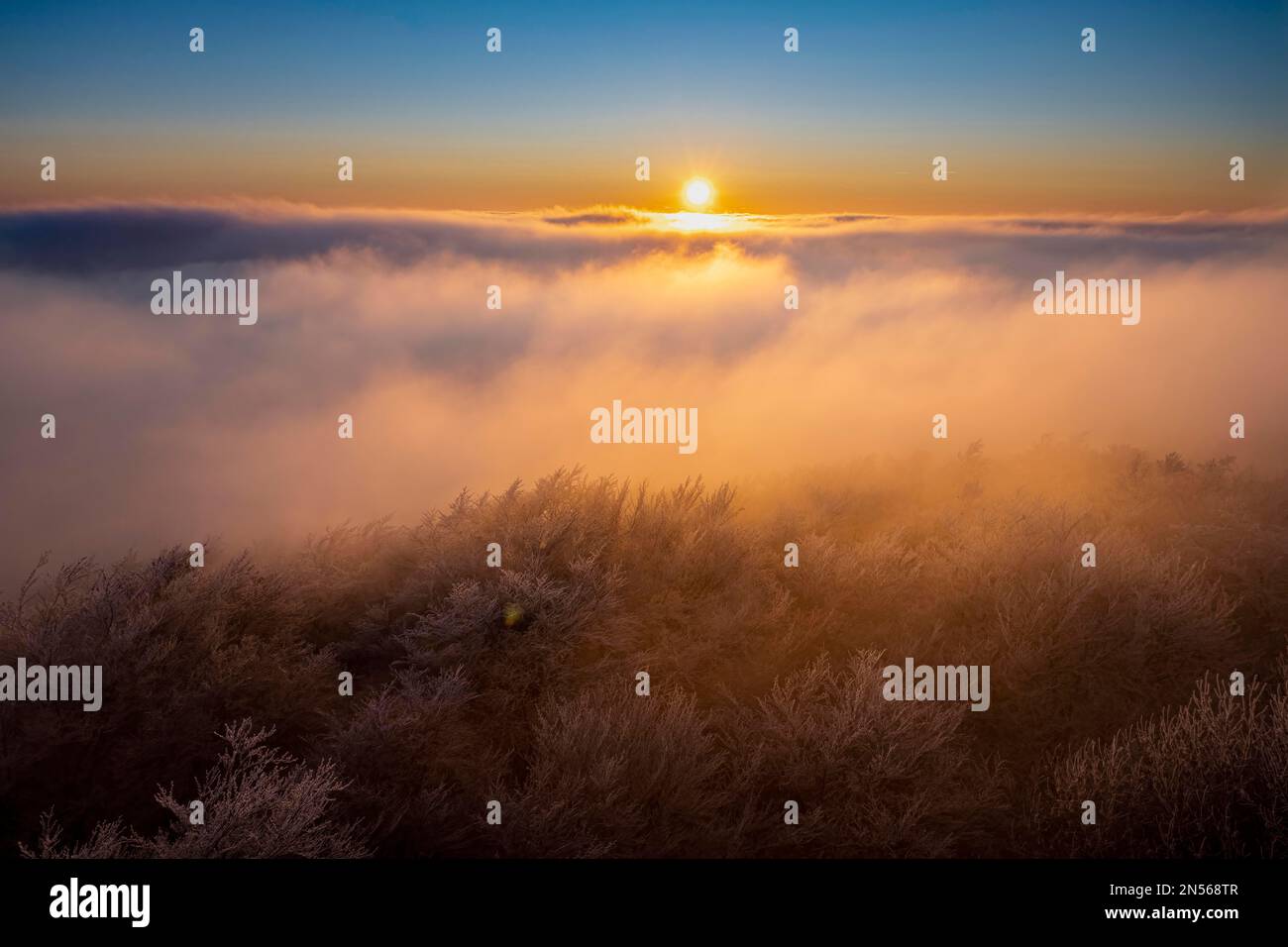 Beech forests at sunset with hoarfrost, looking west towards the ridge ...
