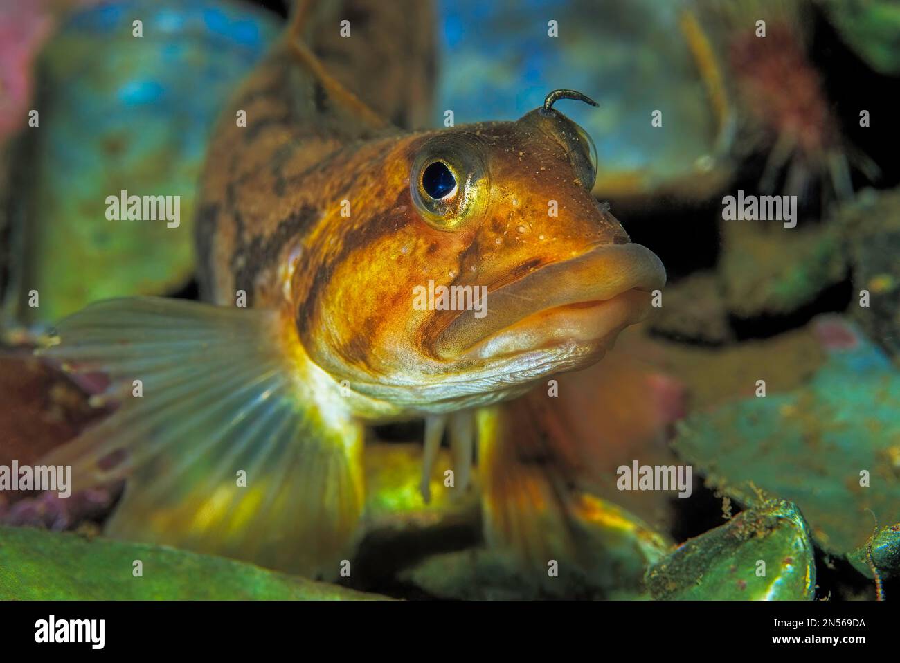 Tentacled blenny (Parablennius tentacularis), Nova Scotia, Atlantic ...