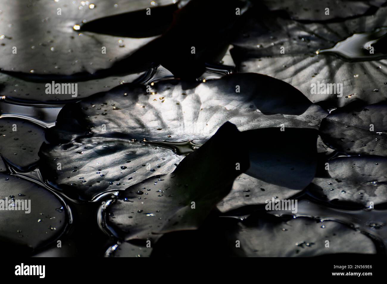 Black and white light water hi-res stock photography and images - Alamy