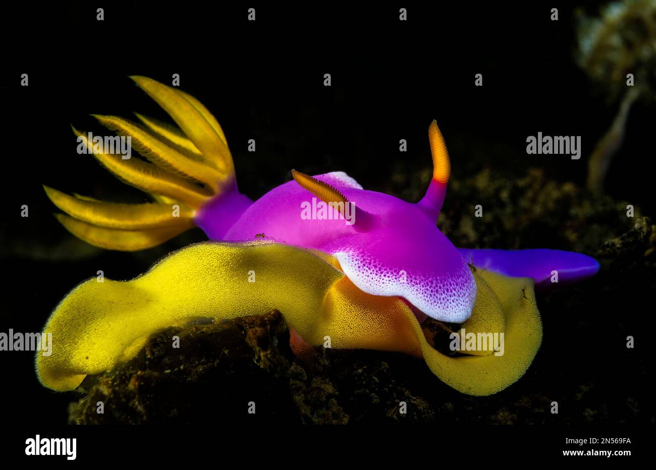 Bullocks hypselodoris (Hypselodoris bullockii), Lembeh Strait, Indo ...