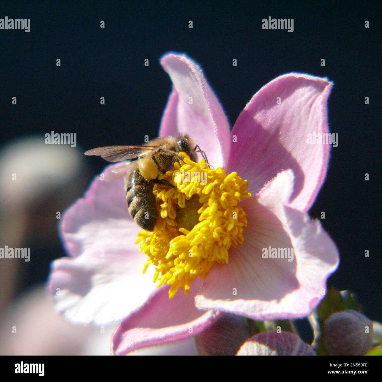 Anemone hupehensis with honey bee, Western honey bee (Apis mellifera ...