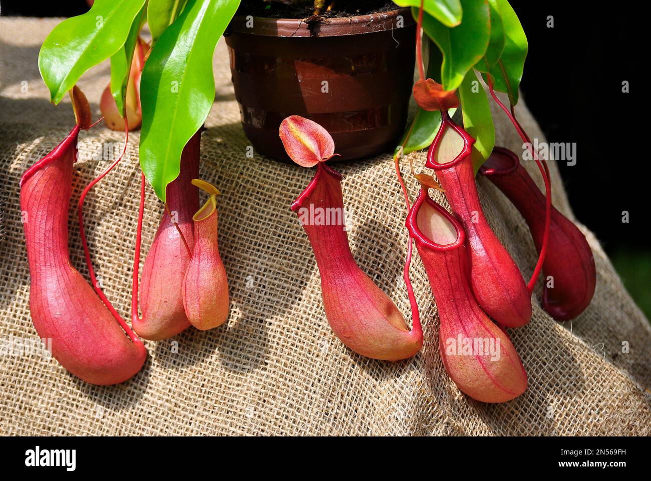 Carnivorous plant, tropical pitcher plants (Nepenthes Stock Photo - Alamy