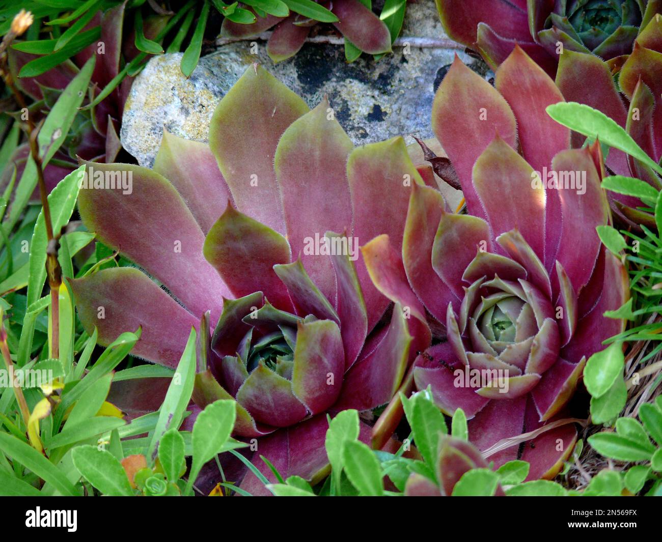 Houseleek, Rooftop houseleek, common houseleek (Sempervivum tectorum ...