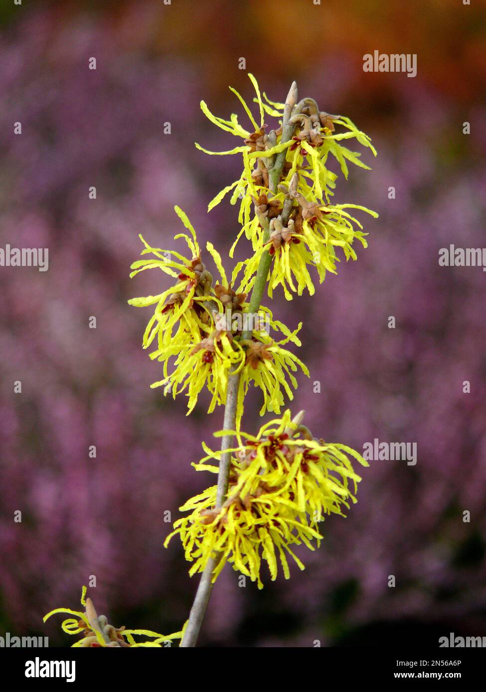 Witch hazel in february hi-res stock photography and images - Alamy