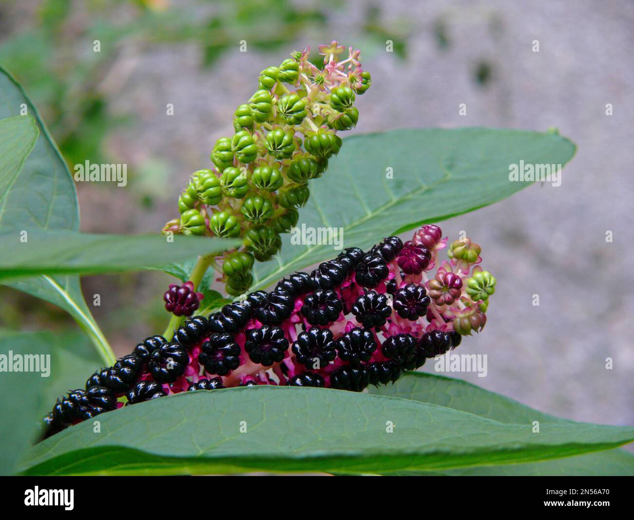 Indian poke (Phytolacca acinosa Stock Photo - Alamy