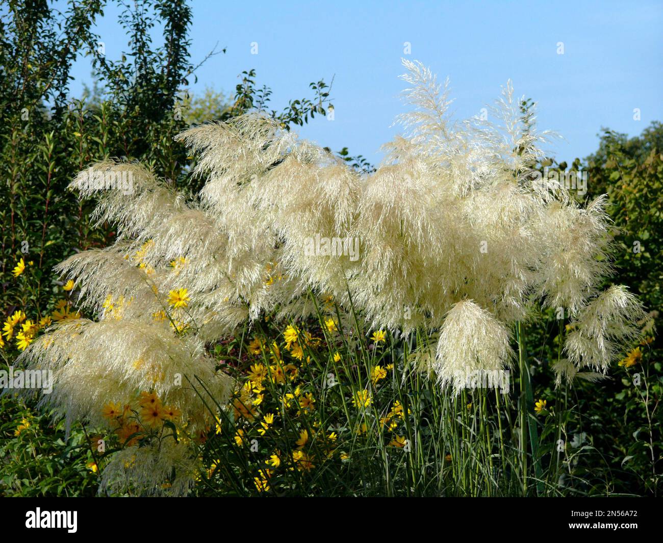 Pampas grass (Cortaderia selloana) flowering, Small pampas grass Stock ...