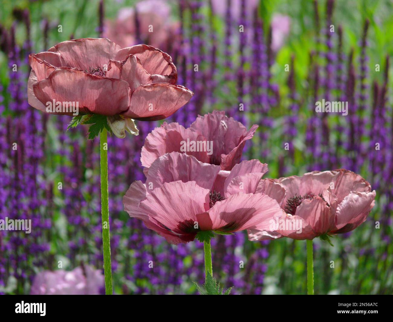 Oriental poppy (Papaver orientale), Oriental giant poppy Stock Photo ...