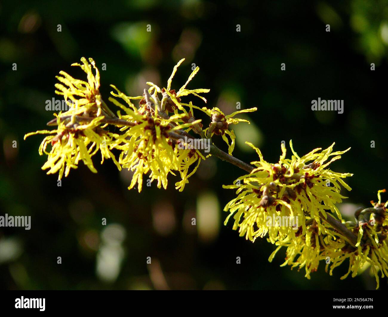 Witch Hazel flowering Stock Photo - Alamy
