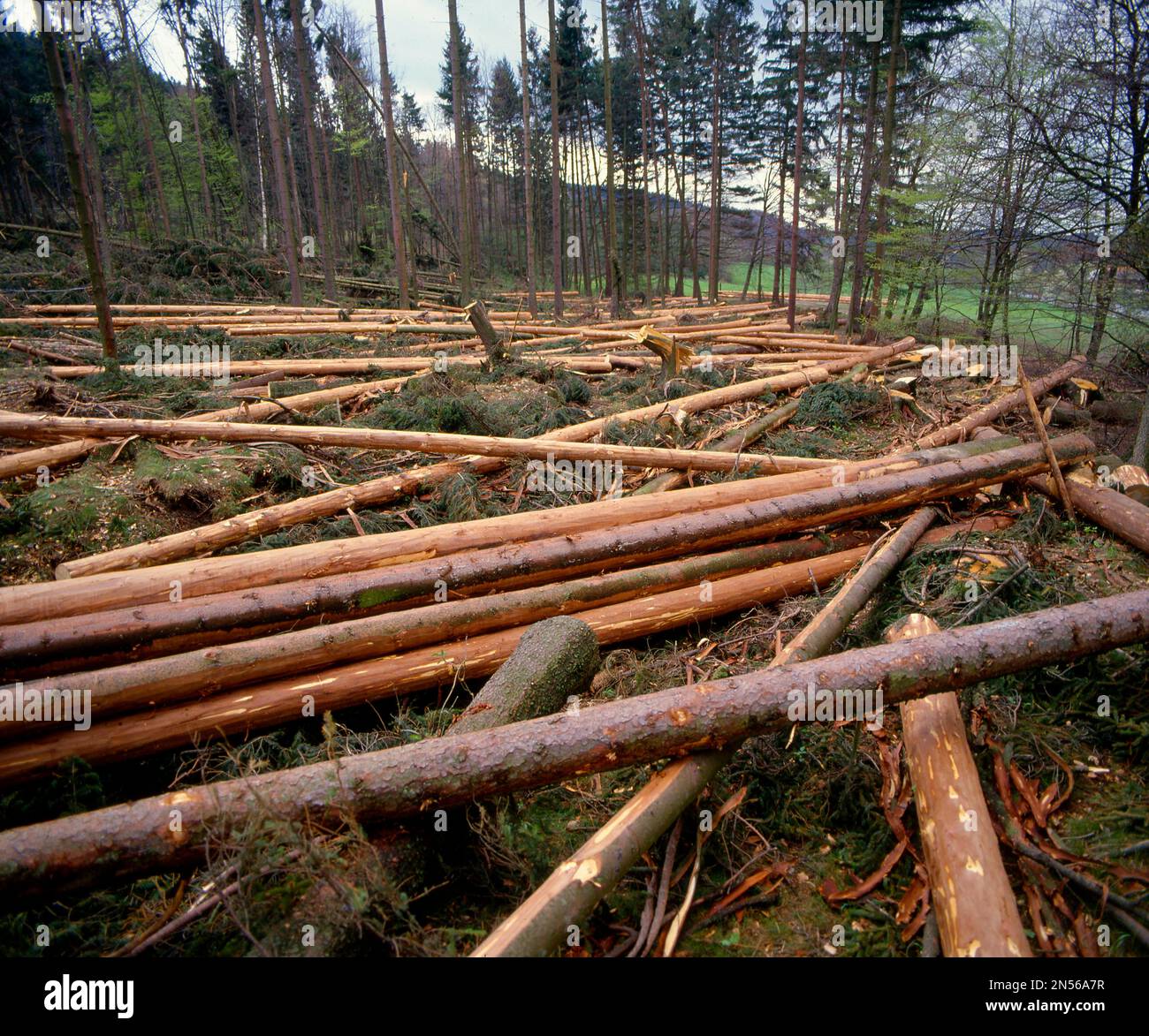 Forest damage caused by storm near Neumuehle (Black Forest near ...