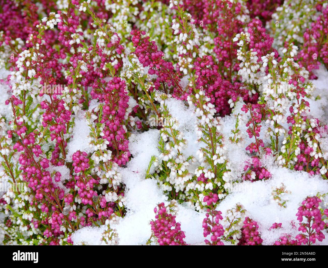 Heath family (Erica) with snow, heather, heath, erica, cross-leaved ...