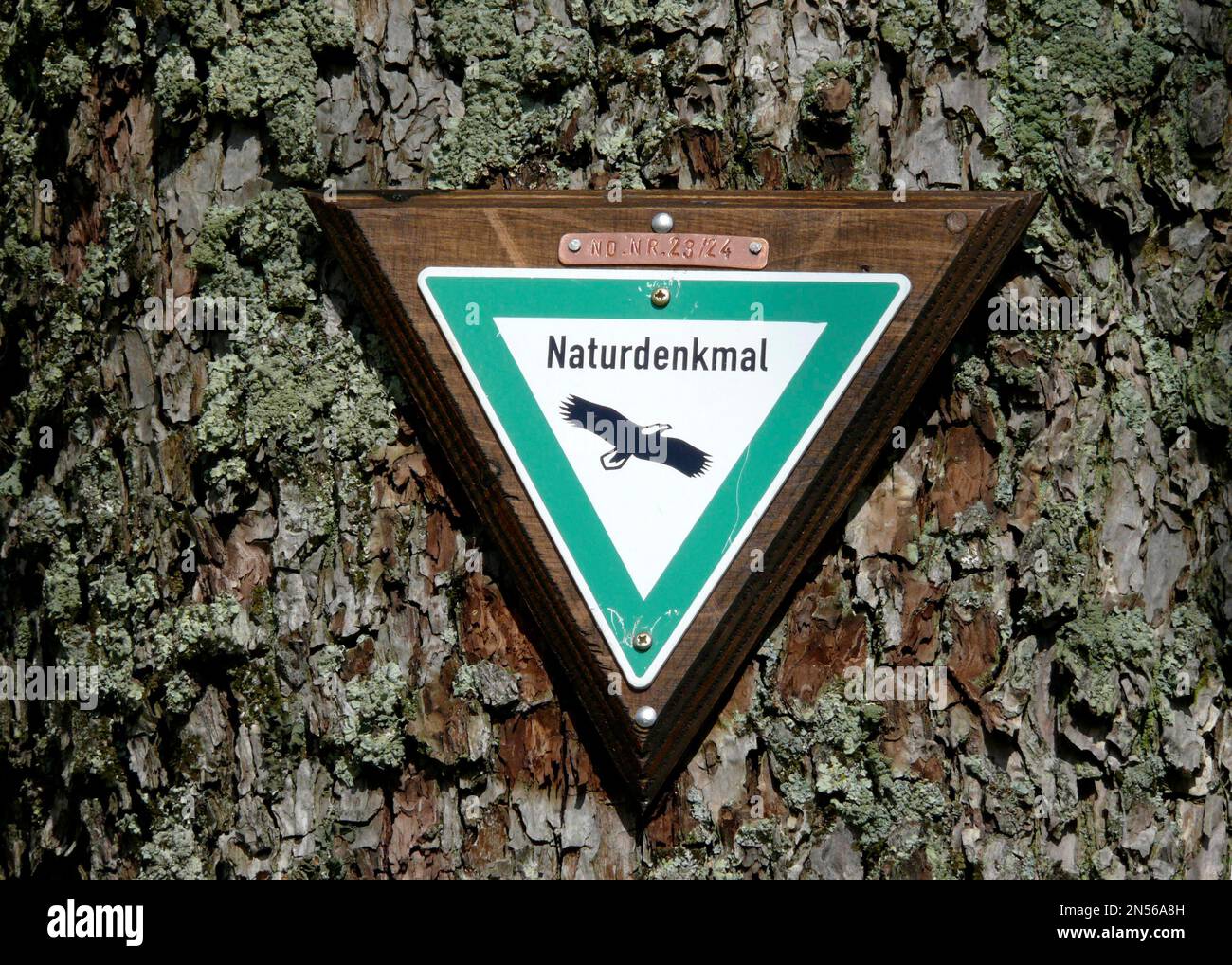 Bald pear tree in winter, sign : Natural monument on pear tree, old ...