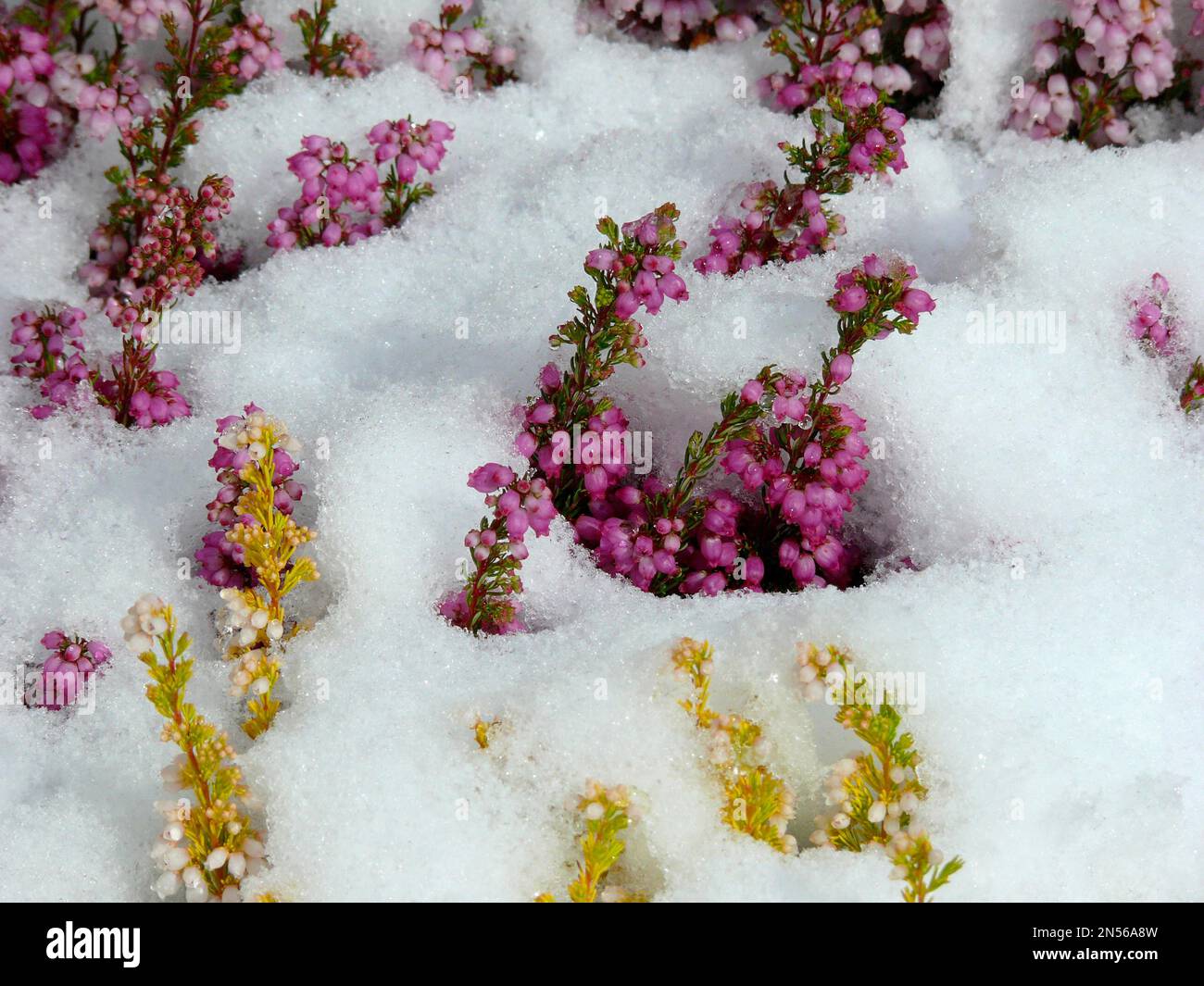 Heath family (Erica) with snow, heather, heath, erica, cross-leaved ...