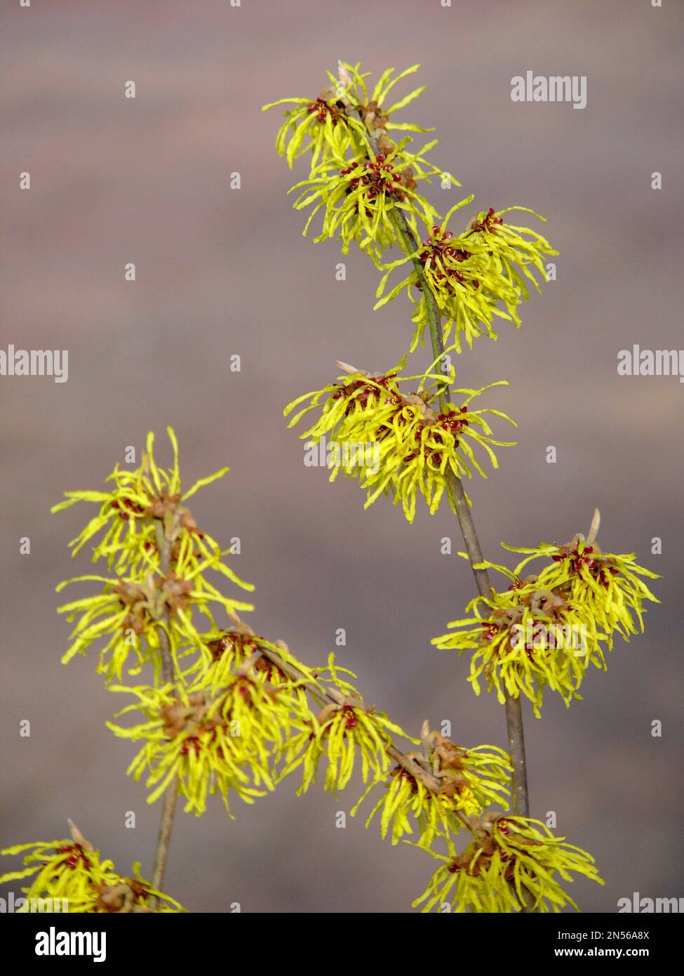 Flower sapling hi-res stock photography and images - Alamy