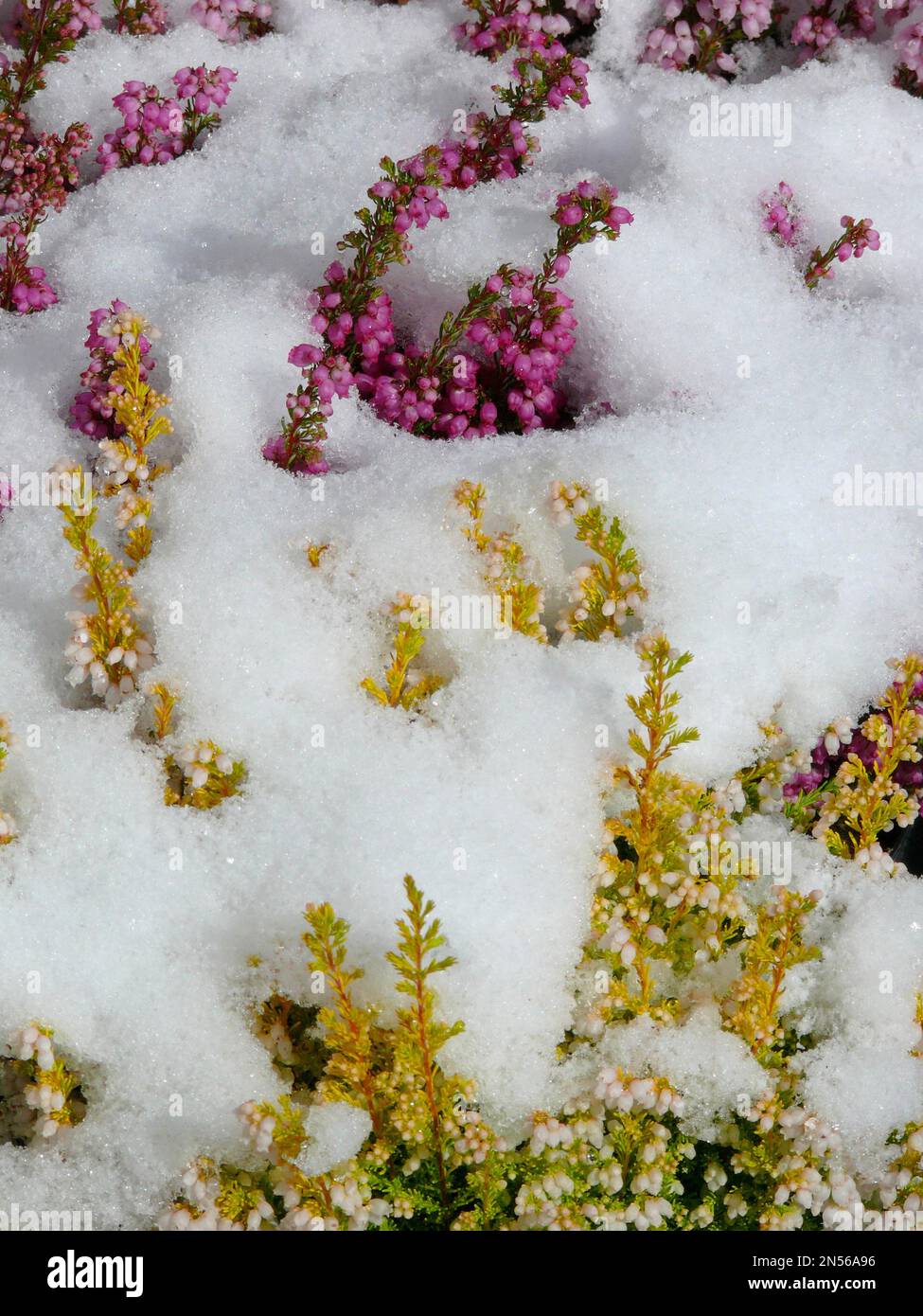 Heath family (Erica) with snow, heather, heath, erica, cross-leaved ...