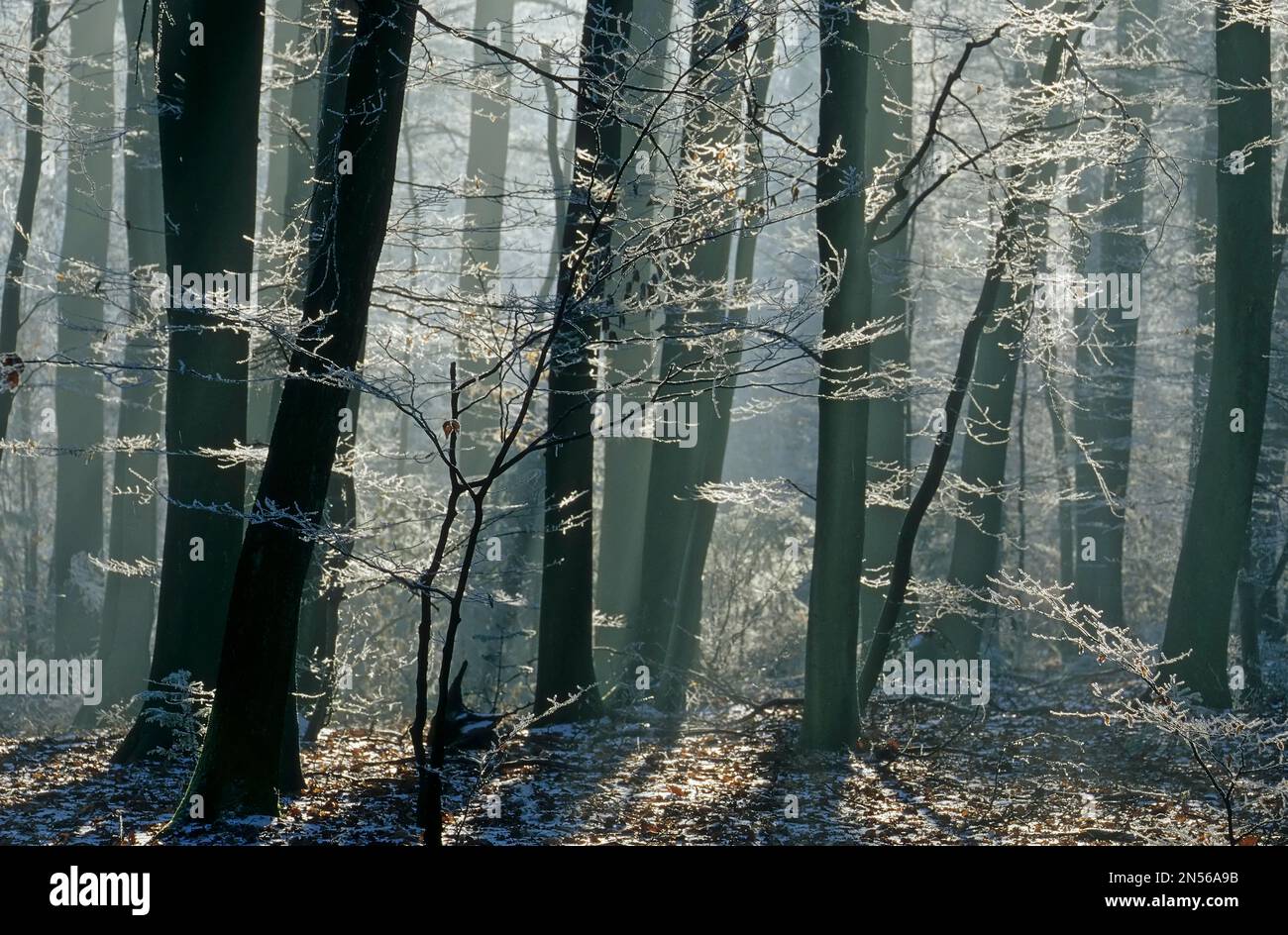 Beech forest with rime Fragus sylvatica Stock Photo - Alamy