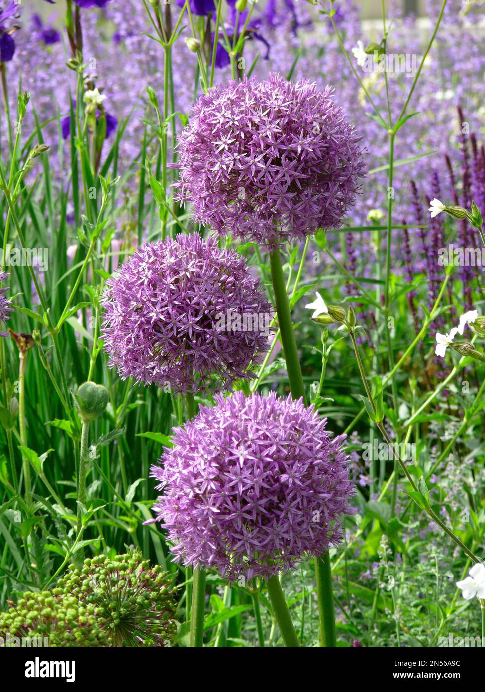 Giant onion (Allium giganteum Stock Photo - Alamy