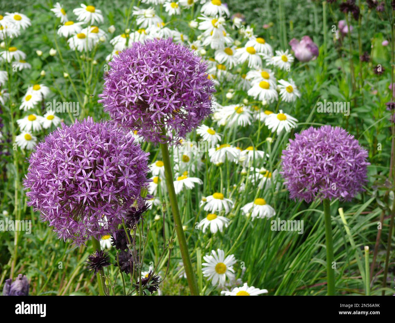 Giant onion (Allium giganteum Stock Photo - Alamy