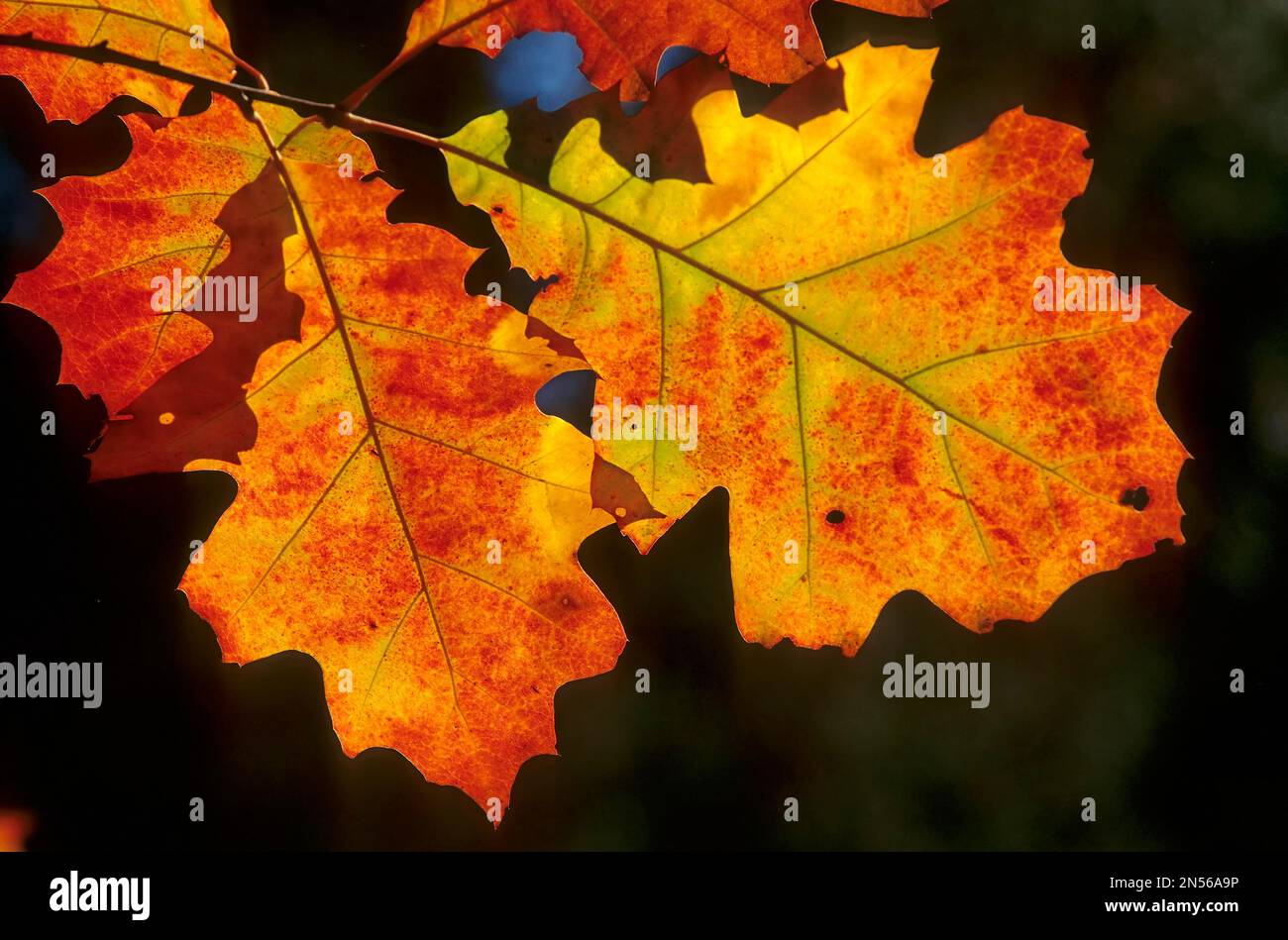 Red oak, northern red oak (Quercus rubra), also American red oak, leaf ...