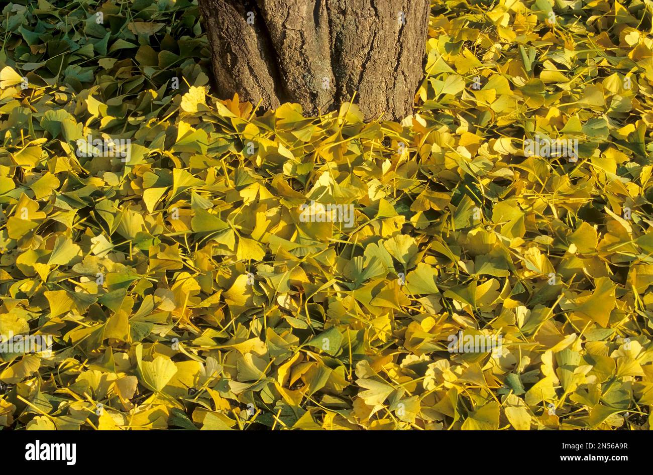 Ginkgo (Ginkgo biloba), Ginko leaves Stock Photo - Alamy
