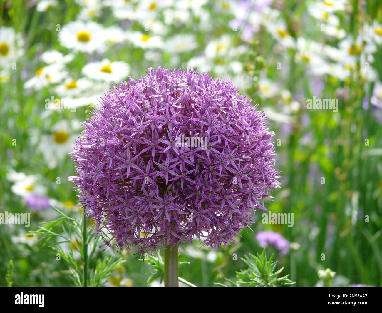 Giant onion (Allium giganteum Stock Photo - Alamy