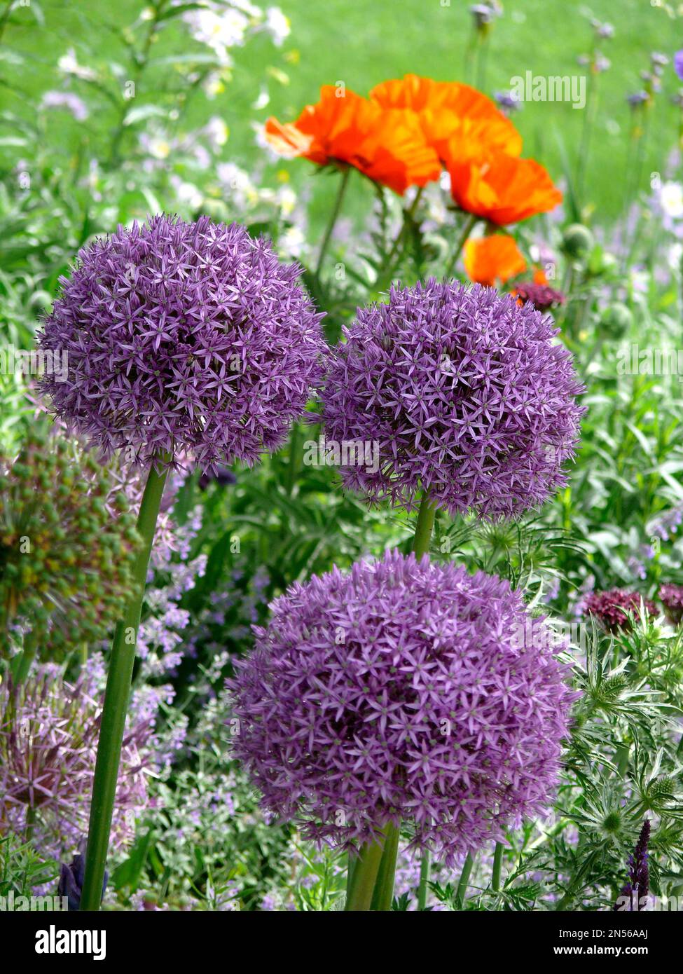 Giant onion (Allium giganteum Stock Photo - Alamy
