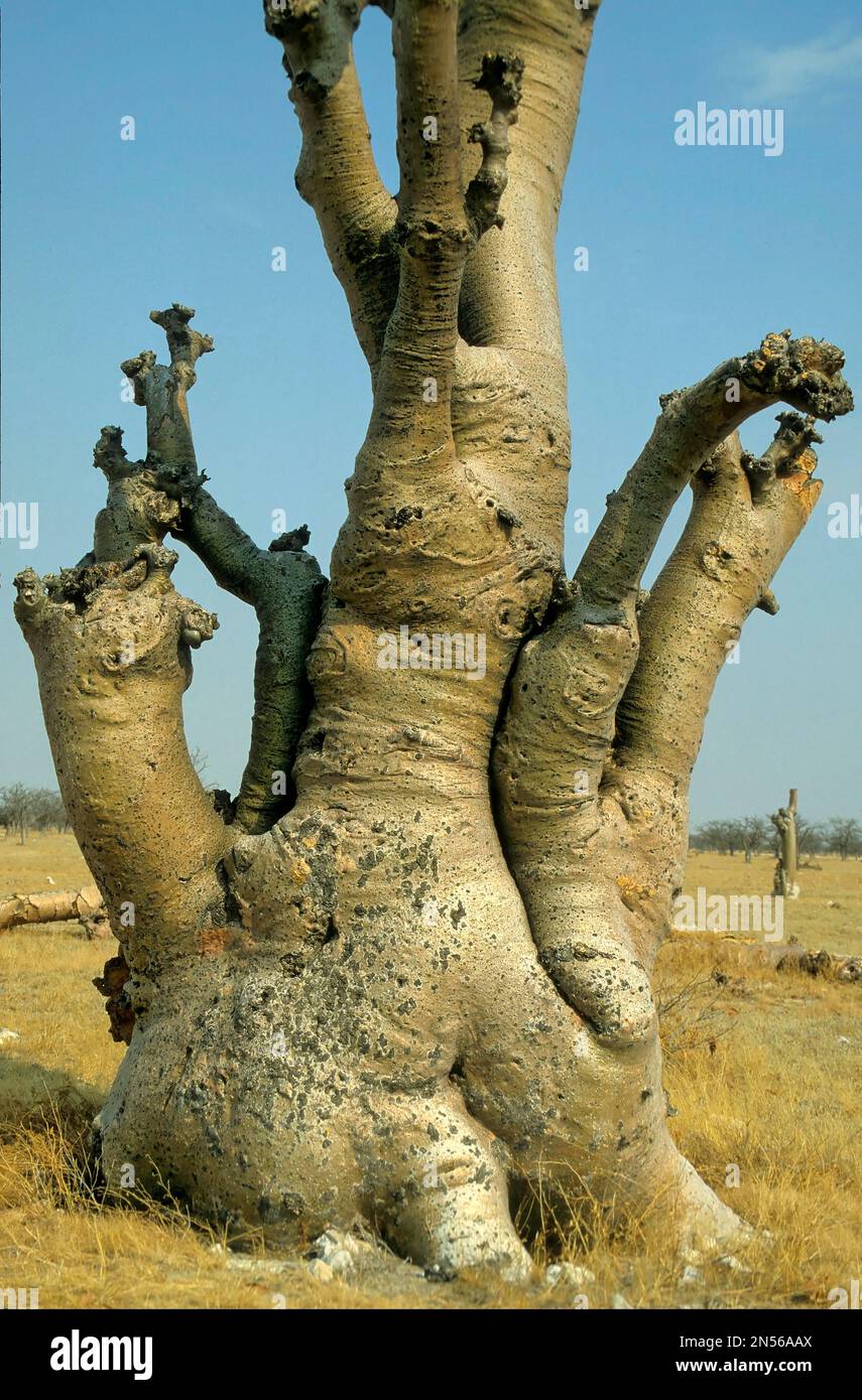 Moringa tree (Moringa ovalifolia Stock Photo - Alamy