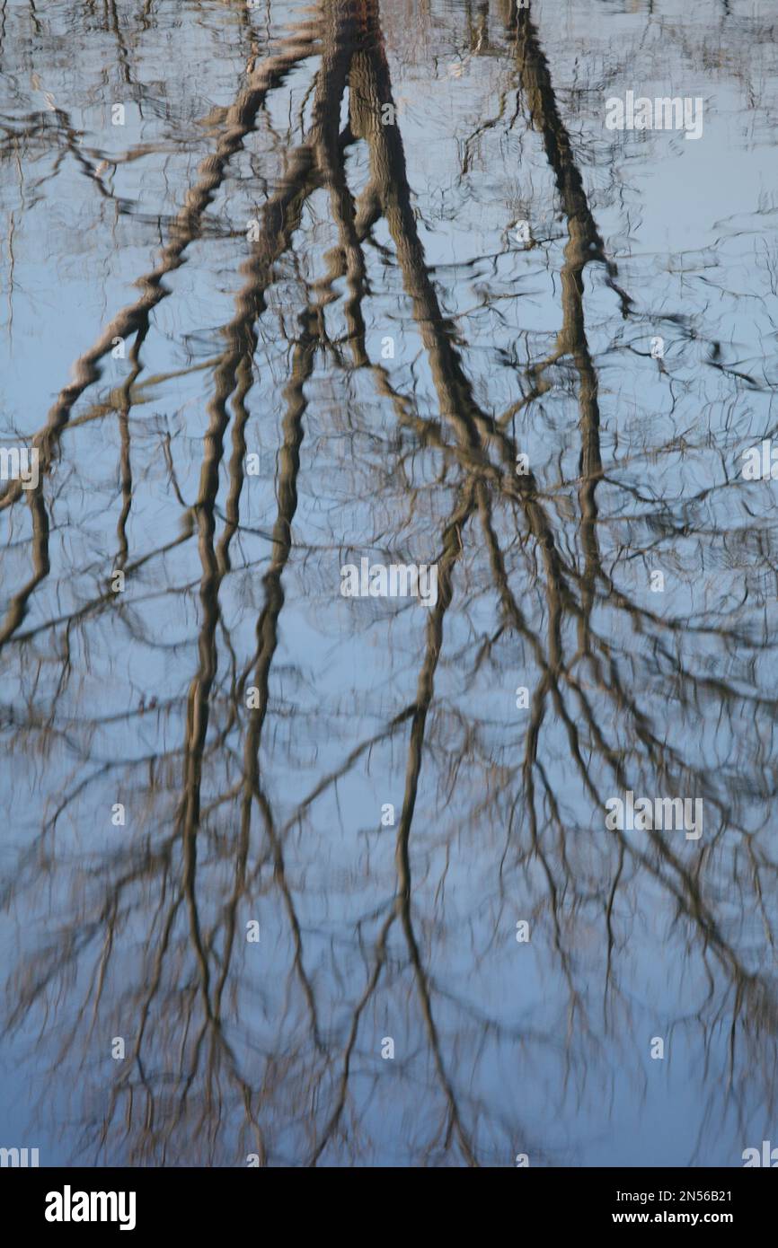 Water reflection from tree Stock Photo - Alamy