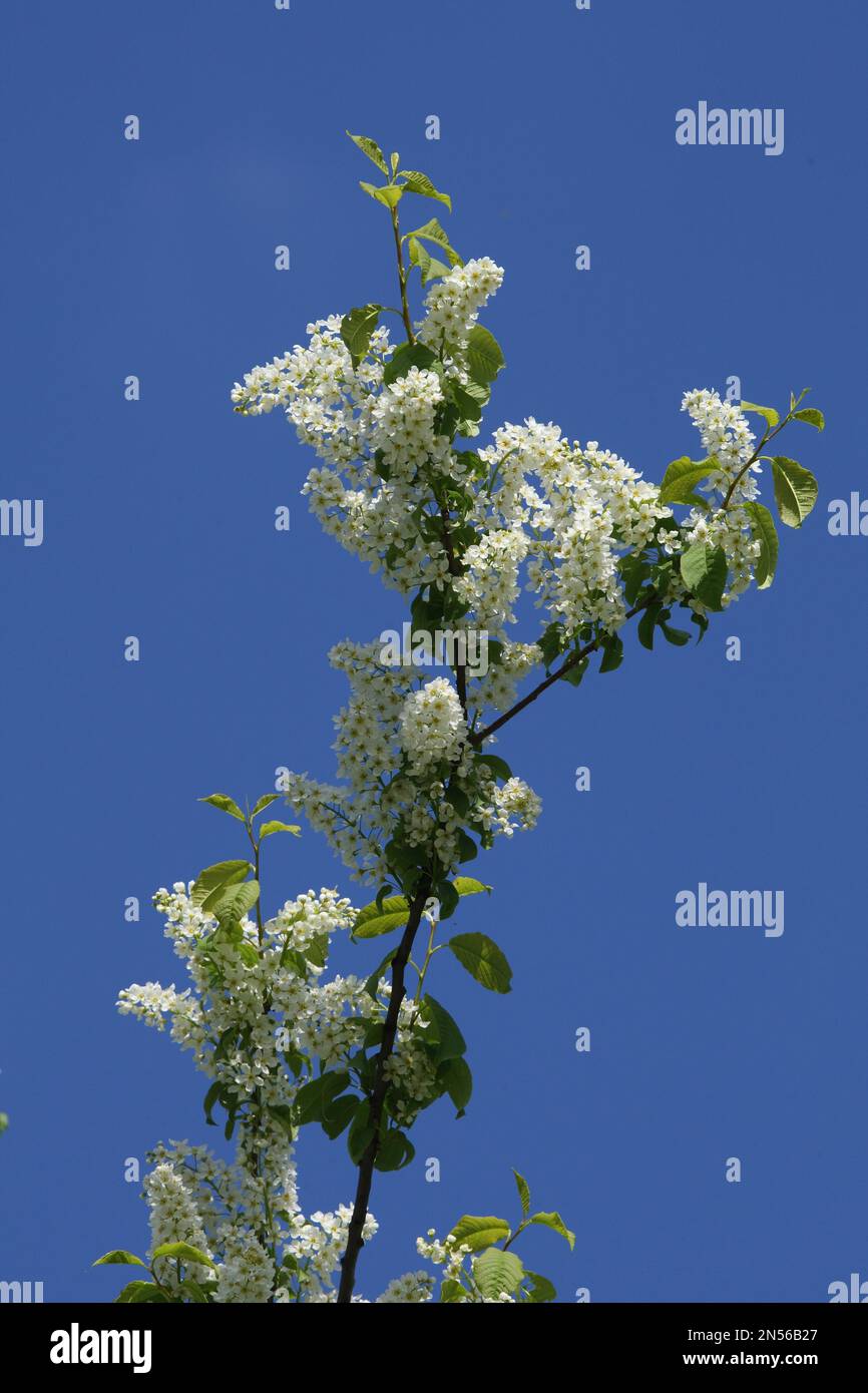 Grape cherry blossoms hi-res stock photography and images - Alamy
